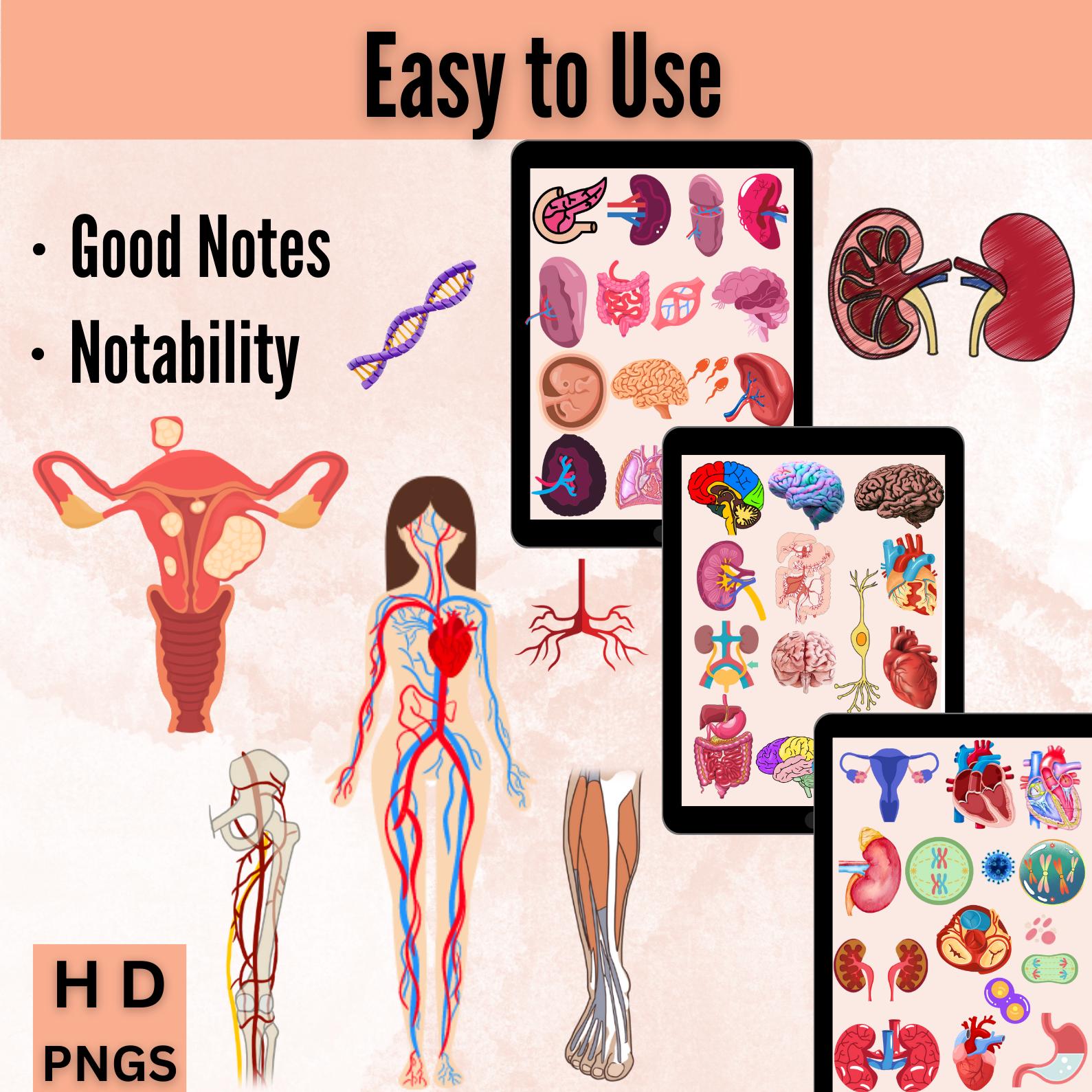 6000+ Biology Anatomy Digital Stickers for Goodnotes, Medical Student ...