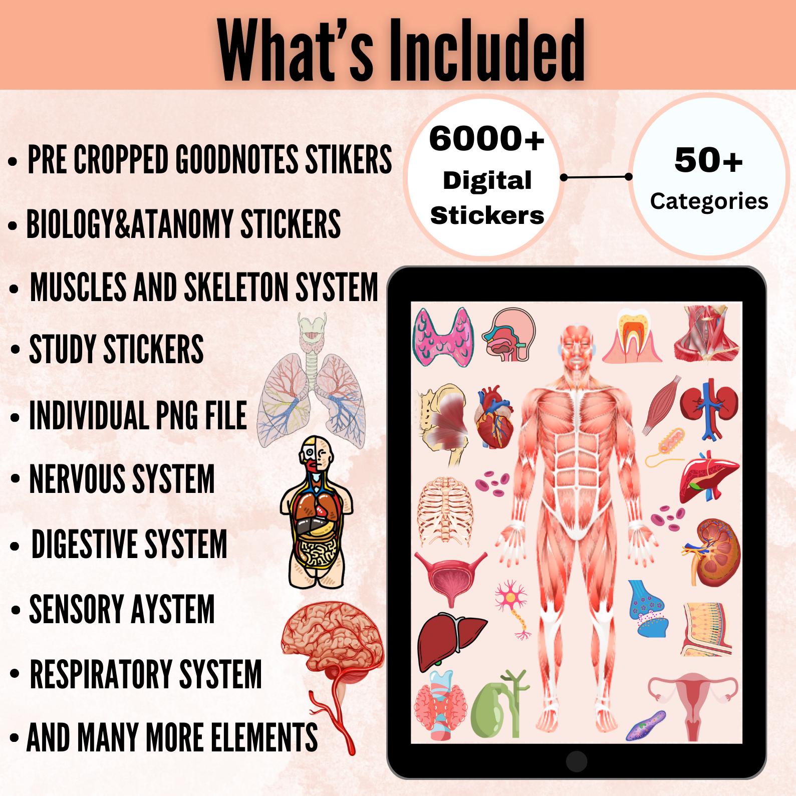 6000+ Biology Anatomy Digital Stickers for Goodnotes, Medical Student ...