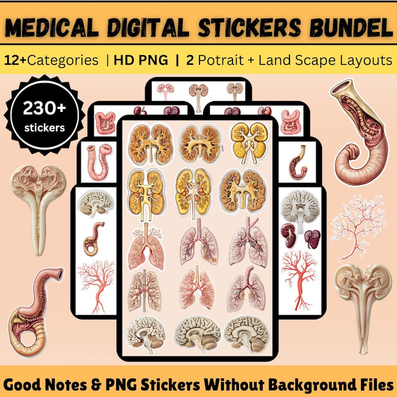 Medical Anatomy Stickers: Nurse & Medical Student Goodnotes (PNG ...