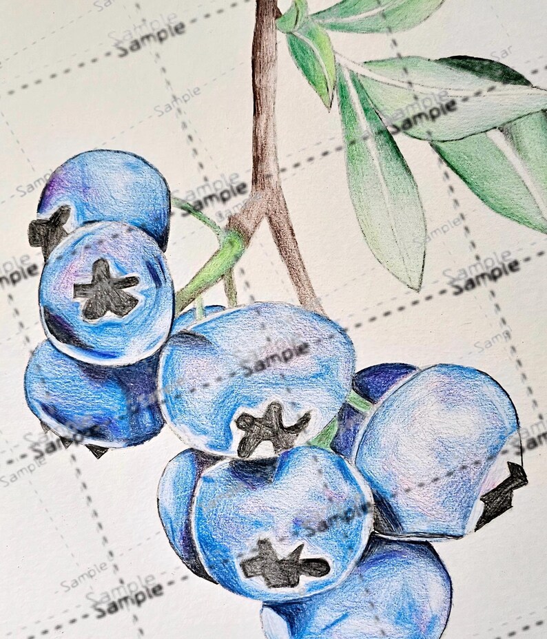 Blueberry Printable Wall Art – Hand Drawn Fruit Illustration – Digital ...