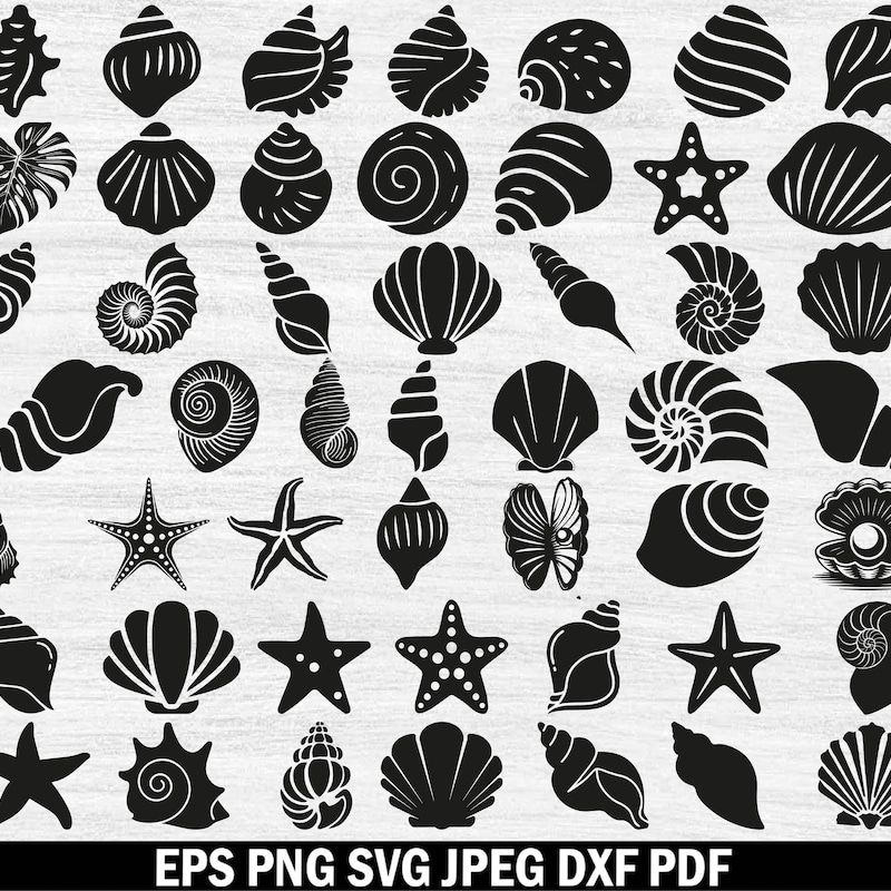 Seashell Sketch Clipart - Etsy