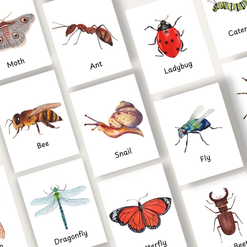 24 Minibeast Flashcards, Insect Identification, Bugs, Printable ...