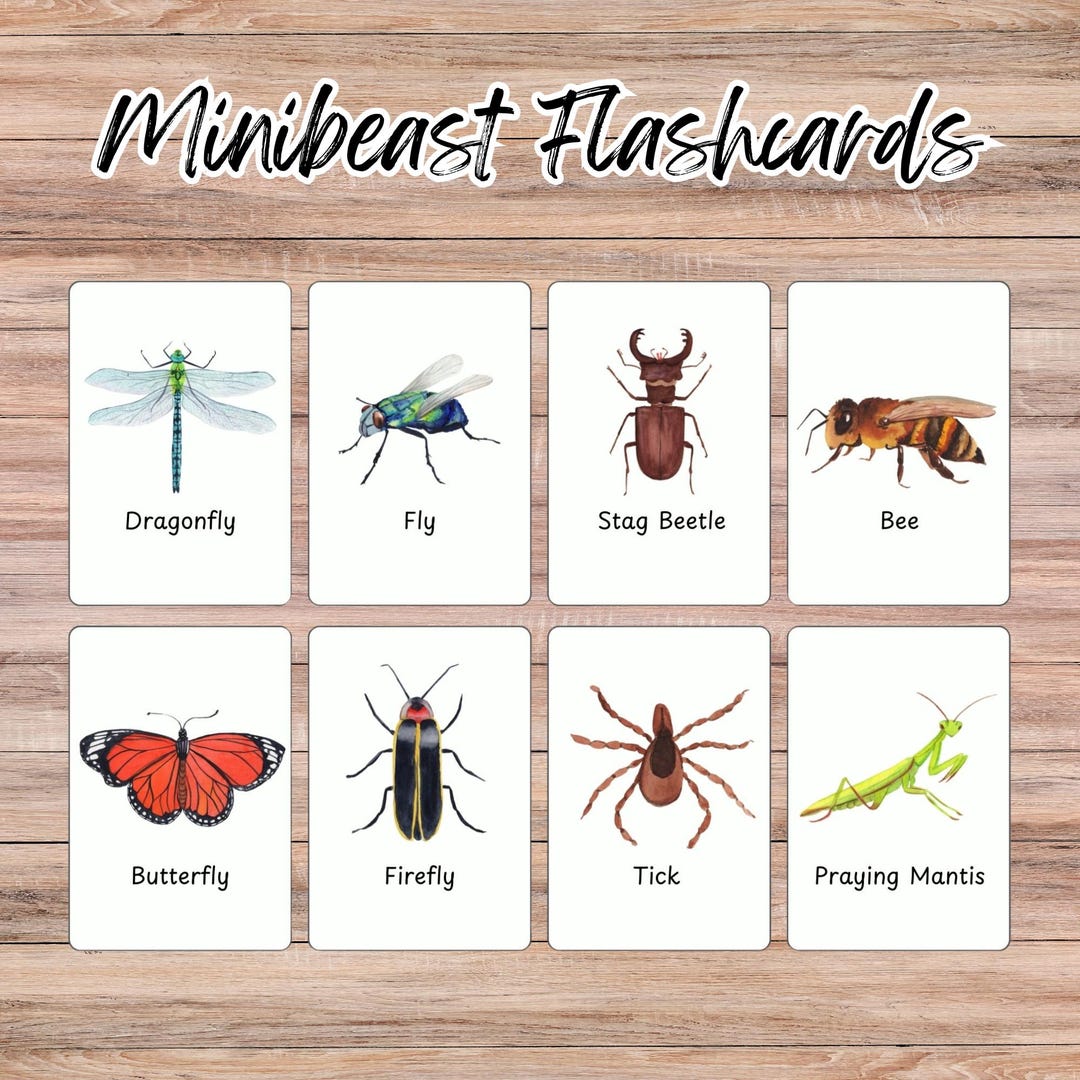 24 Minibeast Flashcards, Insect Identification, Bugs, Printable ...