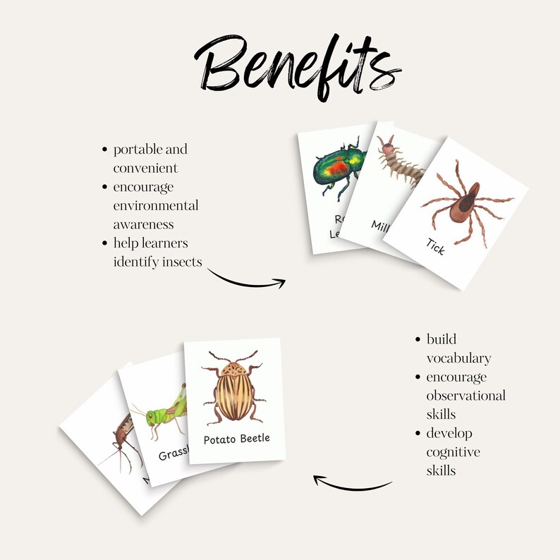 24 Minibeast Flashcards, Insect Identification, Bugs, Printable ...