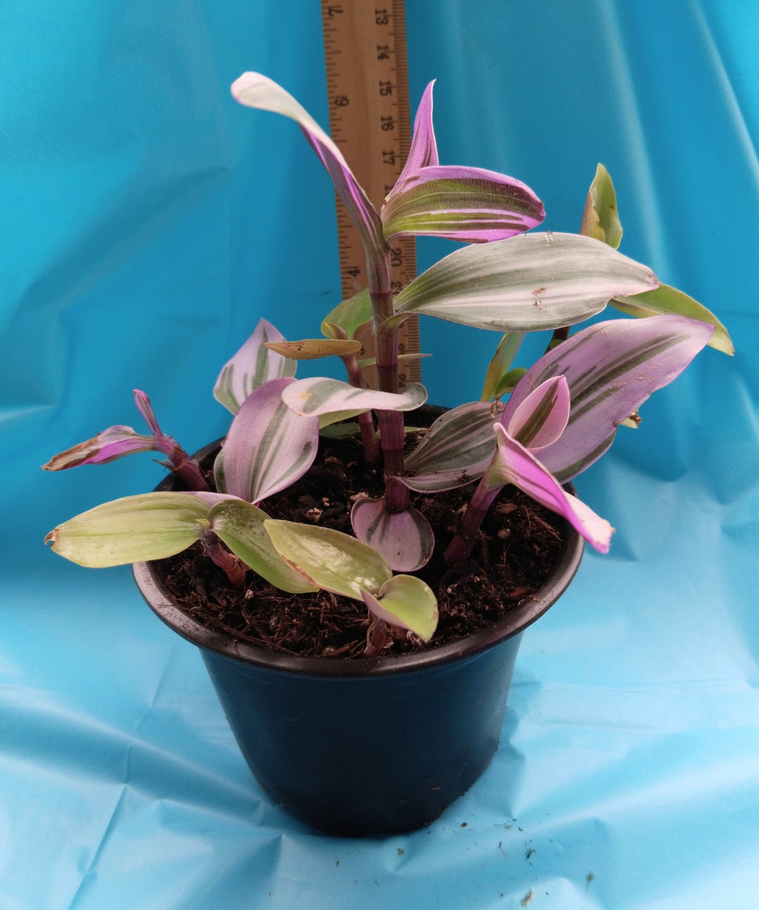 Tradescantia Blushing Bride Plant Mixed With Nanouk 2 - Etsy