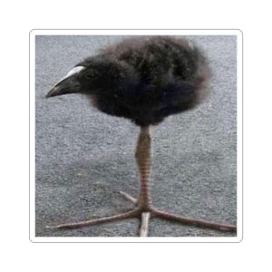 Pukeko Bird Kiss-cut Stickers, Funny Pukeko Bird Decal, Cute Animal ...