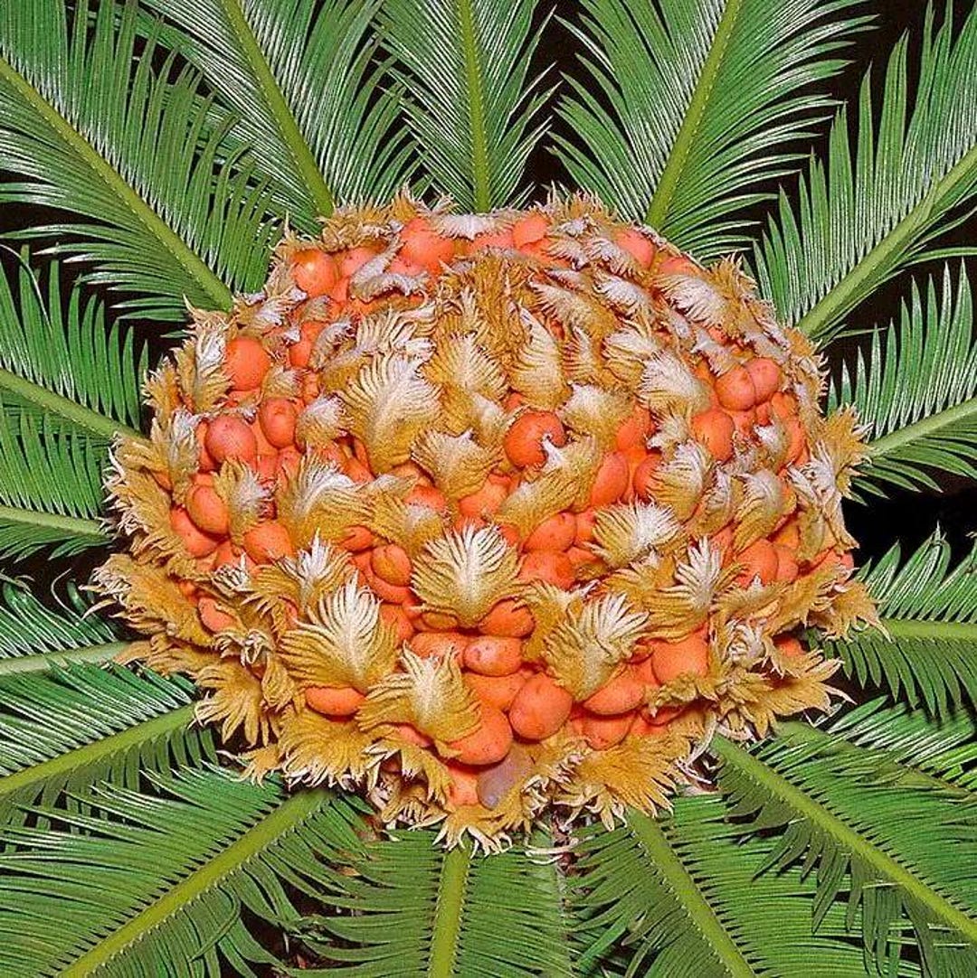 5 SEEDS Cycas Revoluta - Grown and Produced in Italy - Organic Product ...