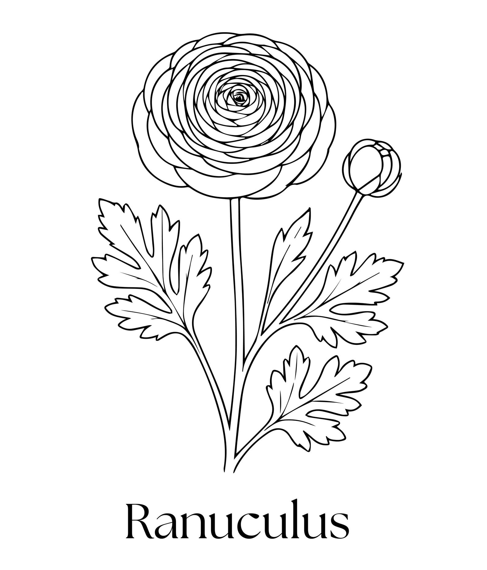 Set of 5 Botanical Flower Coloring Pages | Rose Peony Daisy Eustoma ...