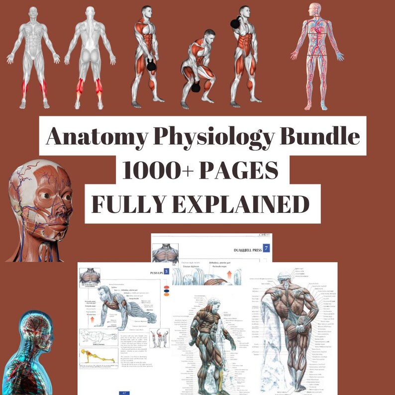 Anatomy Physiology Bundle Editable A P Course, Training Manual & Study ...