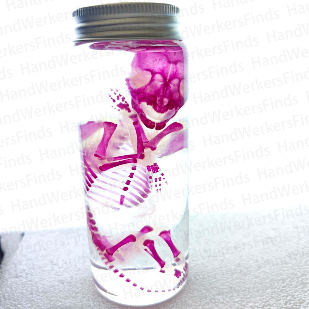 Fox Specimen in Liquid, Taxidermy Fox, Fox Skull, Rare Taxidermy, Curio ...