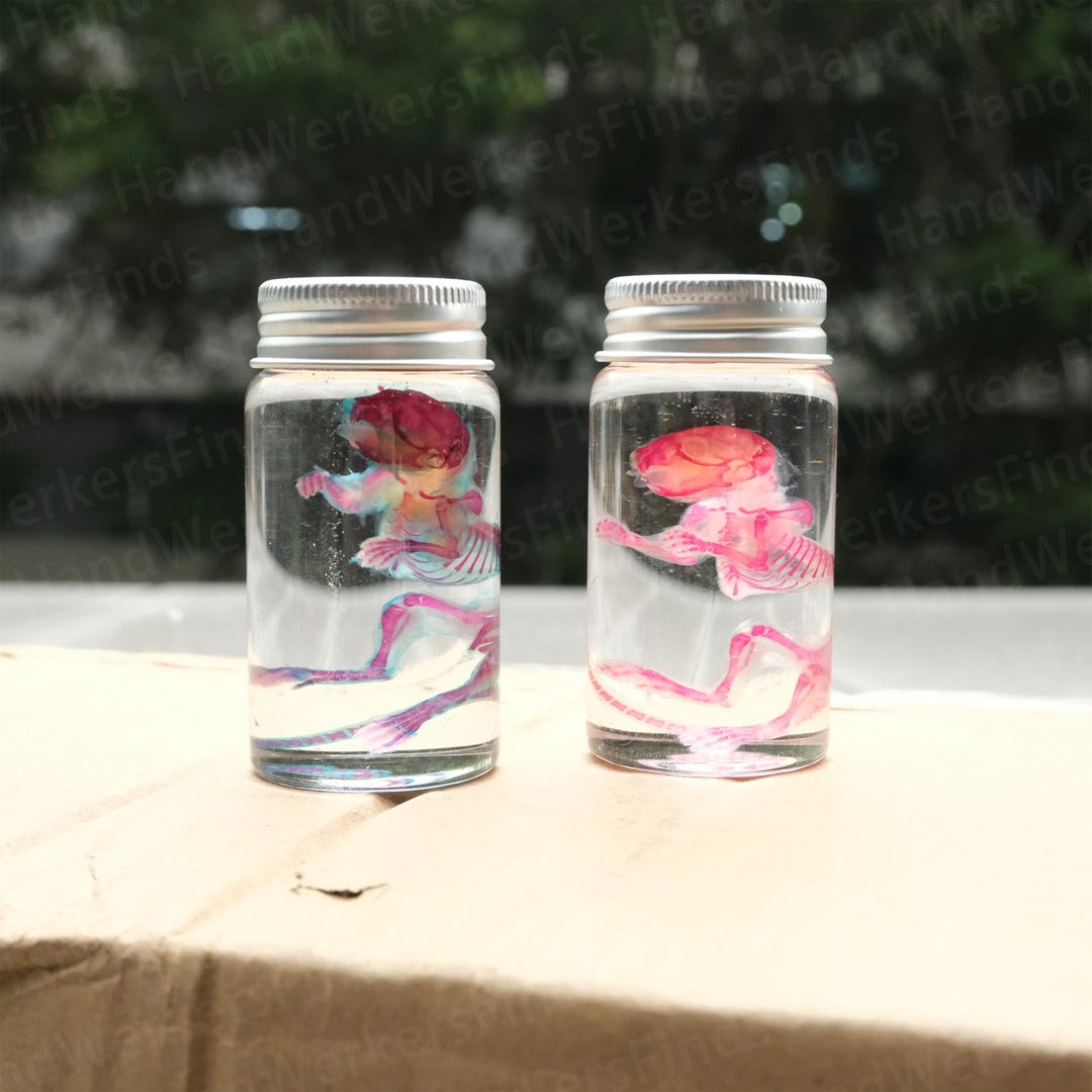 Transparent Skeleton Mouse Specimen, Real Old Mouse Specimen, Teacher ...