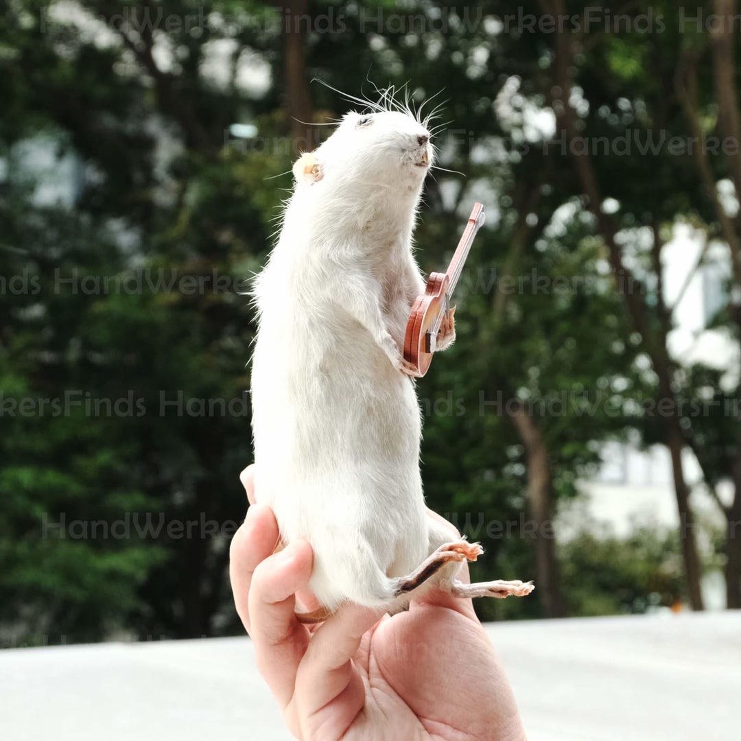 Guitar Mouse Mouse Specimen, Taxidermy Made to Order Punk Mouse Funny ...