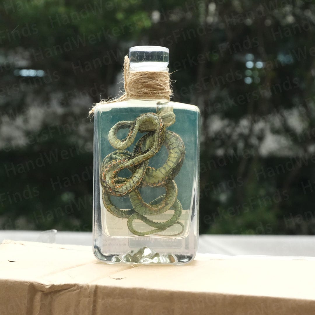 Real Snake Wet Specimen, Real Small Snake in Glass Wet Specimen, Art ...