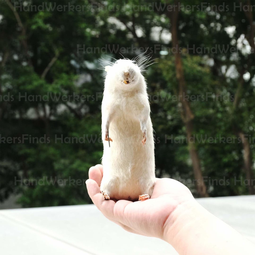 Standing Mouse Specimen, Taxidermy Made to Order Punk Mouse Funny Sign ...