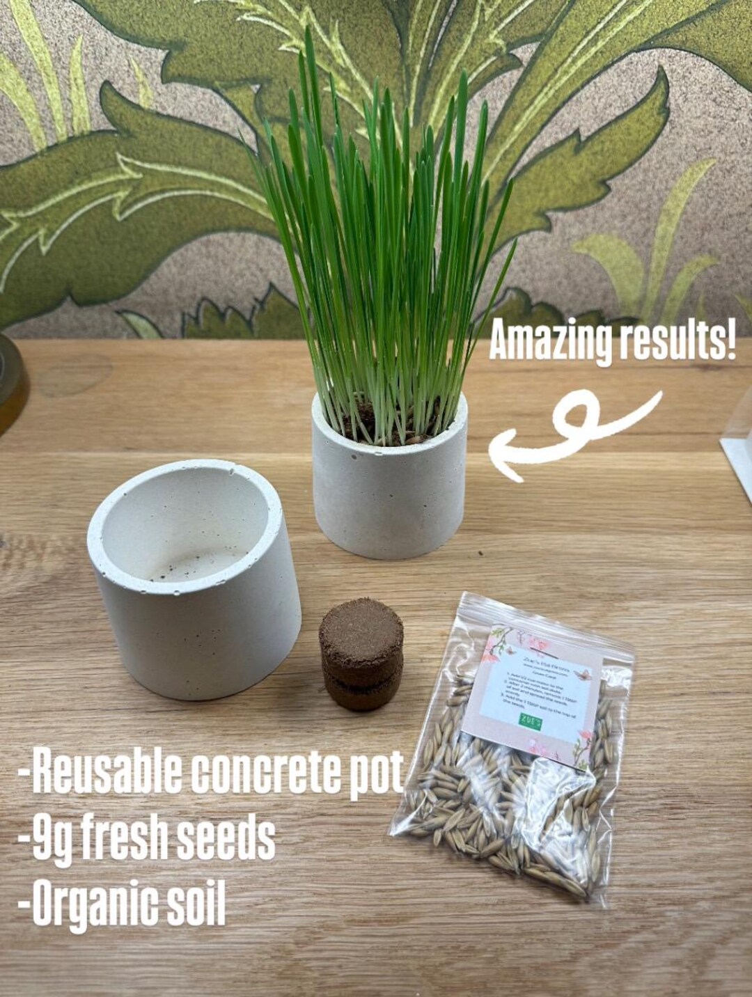 Grow Cat Grass at Home, Easy + Sustainable Kit With Reusable Pot, Cat ...