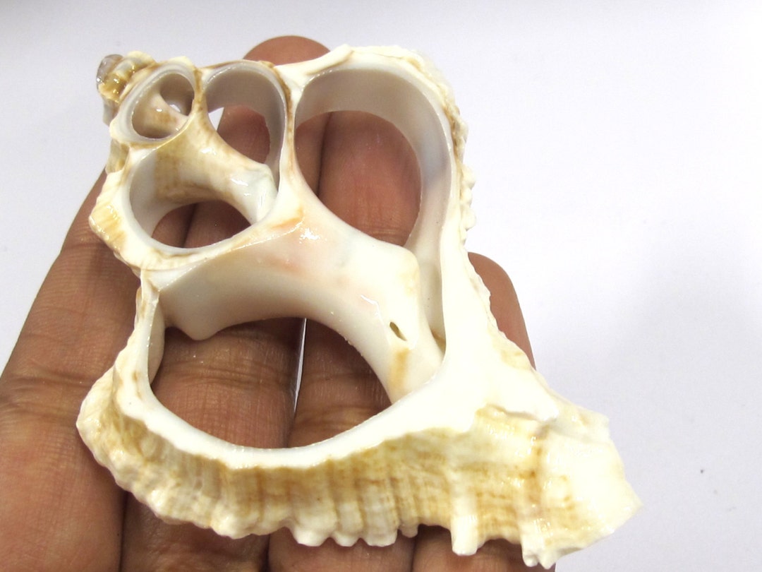 1 Large Complete Center Cut Conch Shell Pendant - 3 to 4 Inches Long ...