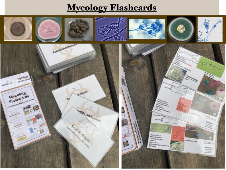 Mycology Flashcards: Fungi Identification, Study Aid, Laminated Cards ...
