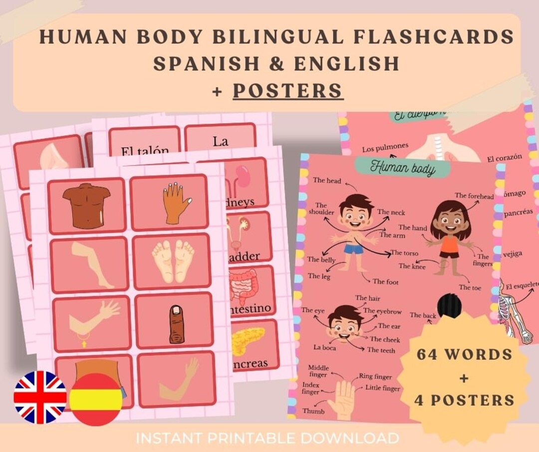 Bilingual Flashcards & Posters Human Body, Anatomy, Educational ...