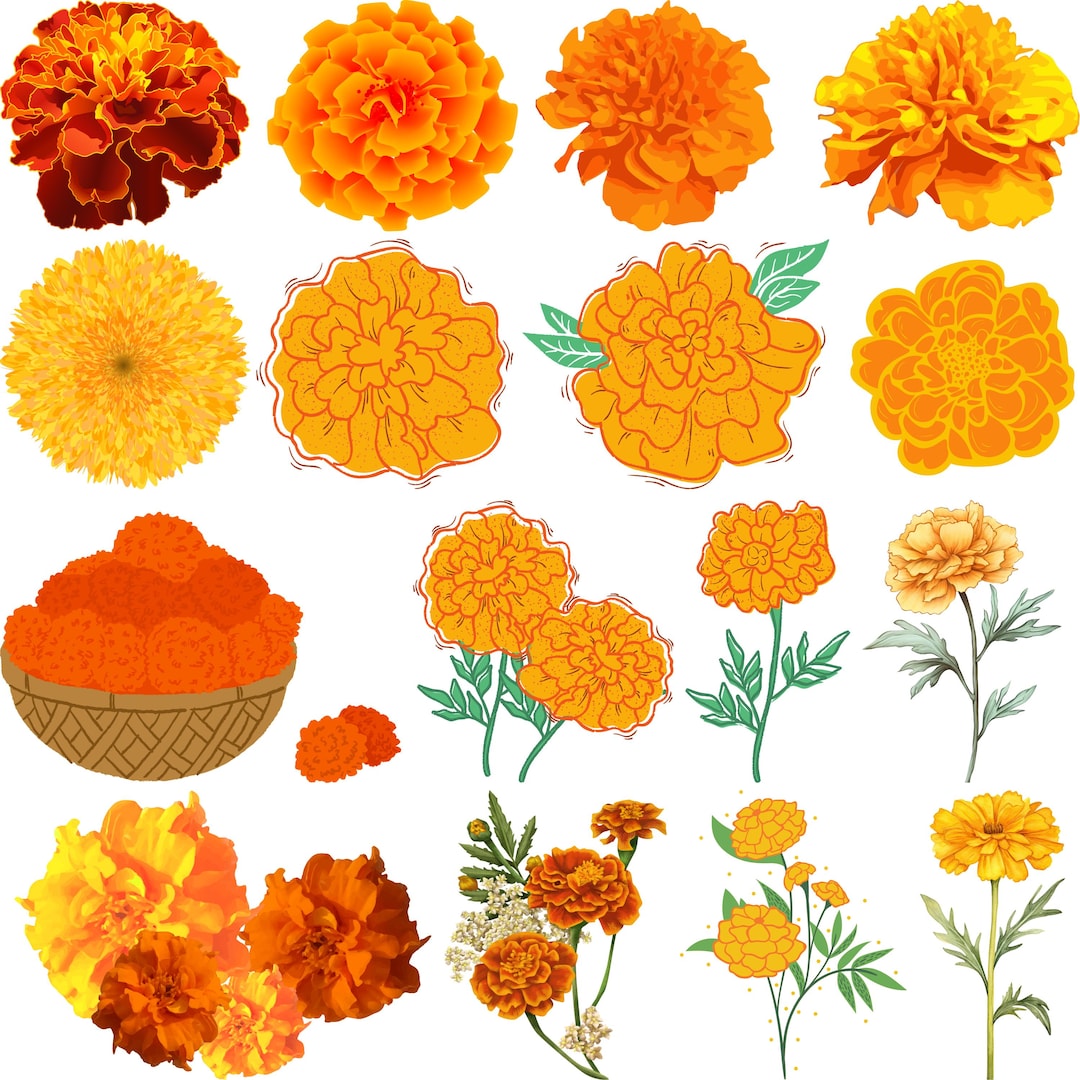 Marigold Flowers Svg Bundle, Spring Marigold Vector, Marigold Cut Files ...