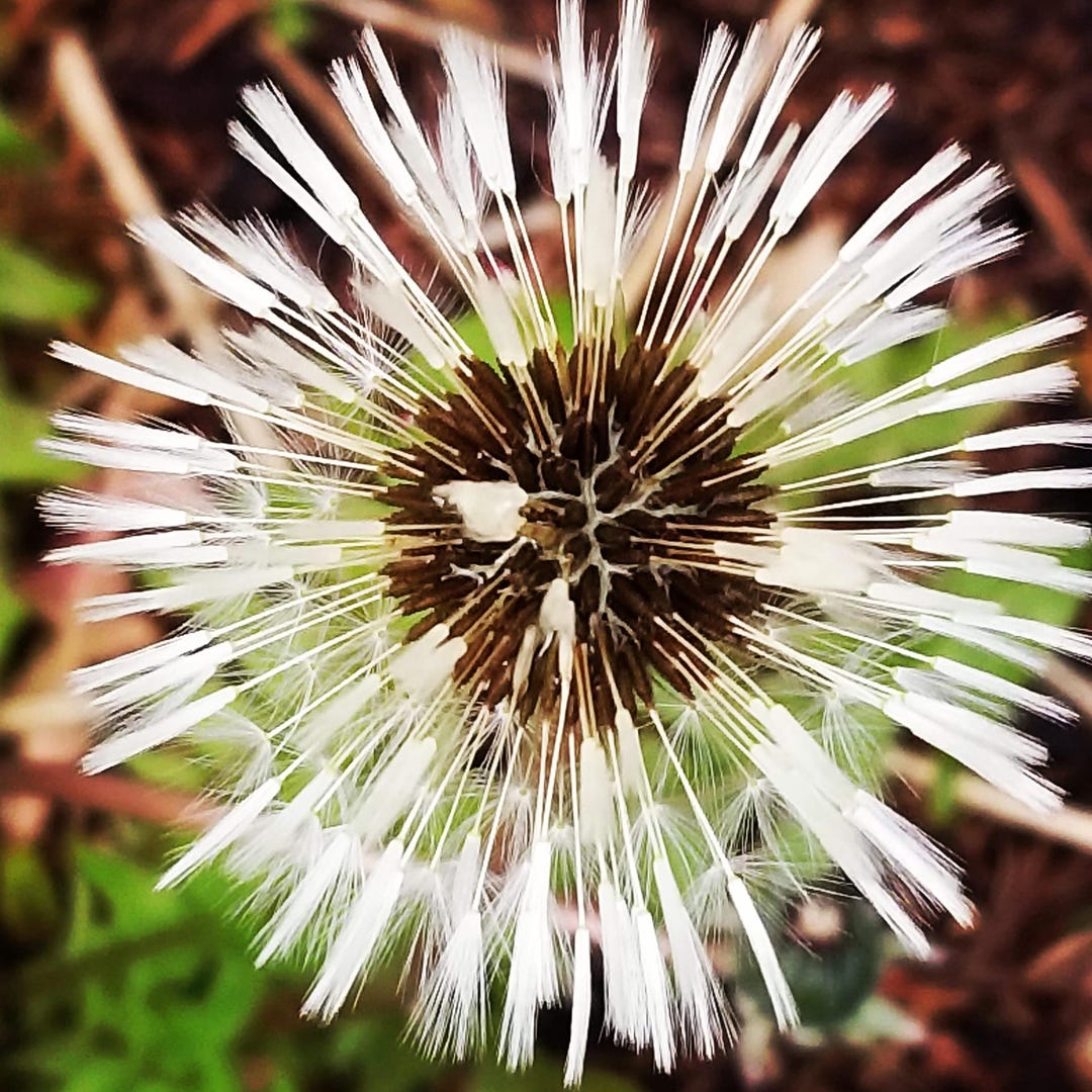 Textures, Flowers, Botanical, Nature, Raindrops, Leaves, Plants, Black ...