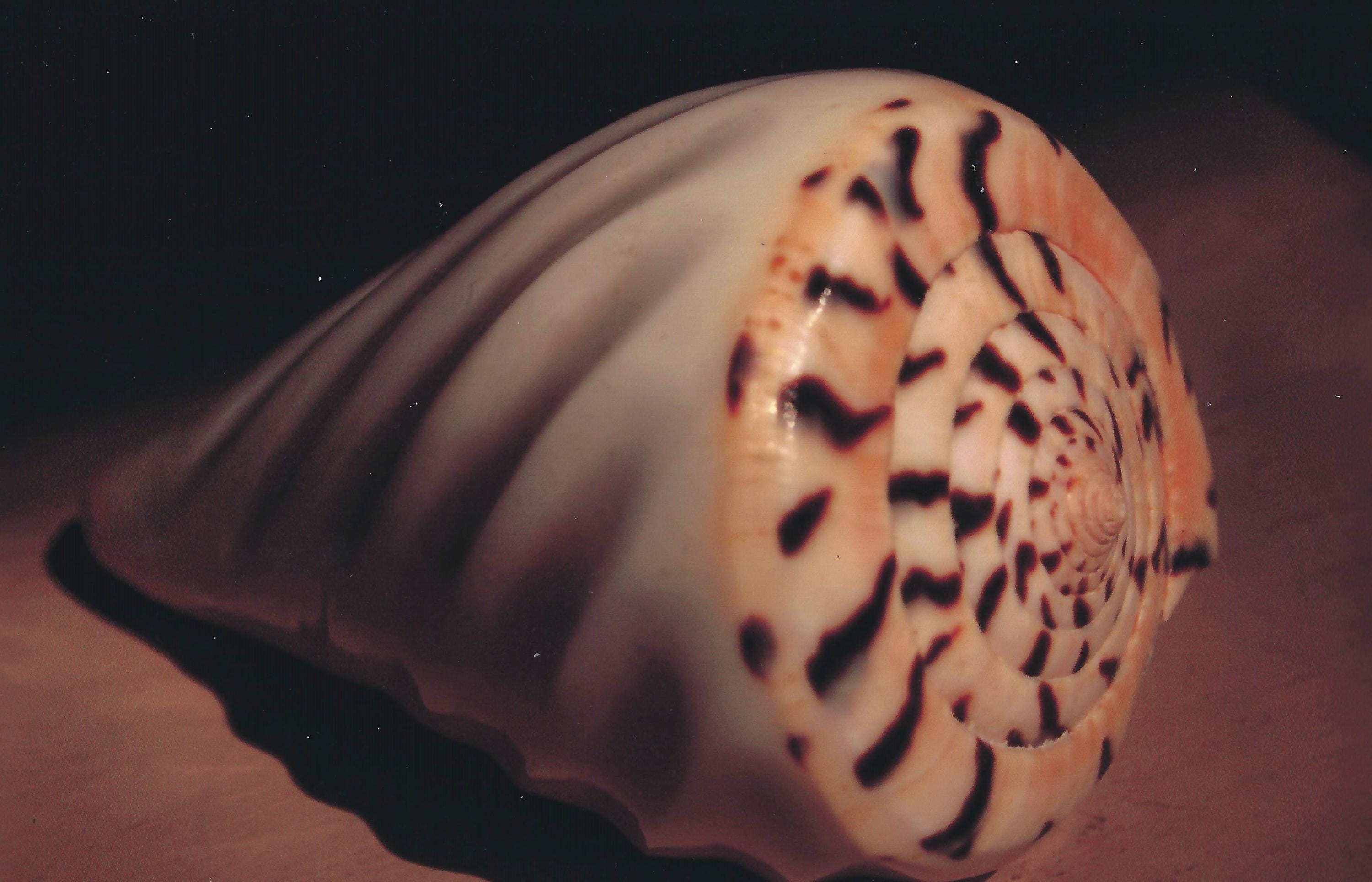 Digital Downloads of Seashells, Canyons, Waterfall, White Bengal Tiger ...