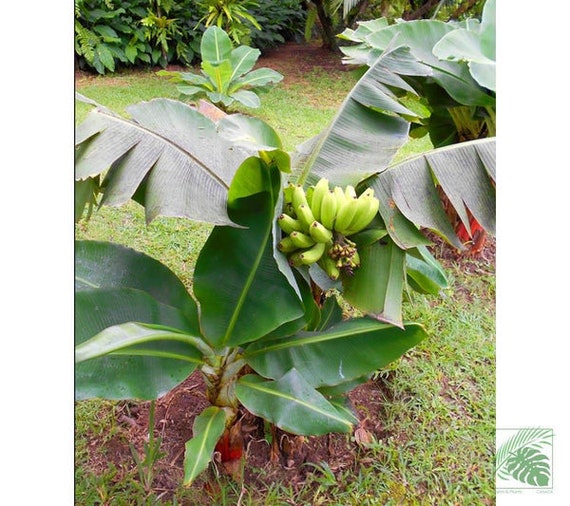 Super Dwarf Cavendish Banana