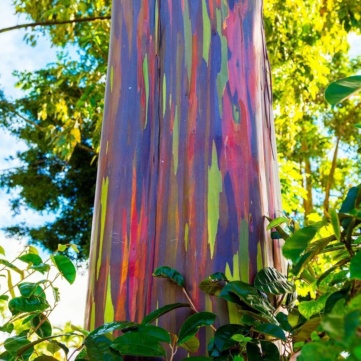 Rainbow Eucalyptus Tree Furniture