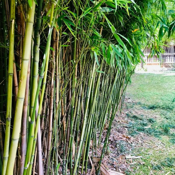 Bamboo Starter - Etsy