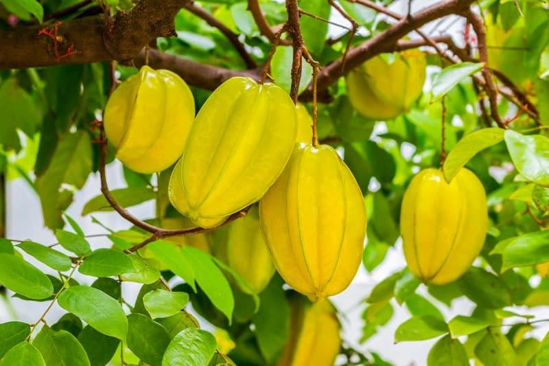 Star Fruit Tree