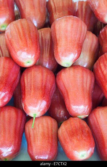 Pumarosa Pomarrosa Rose Apple Jambos Live Fruit Tree Syzygium Jambos - Etsy