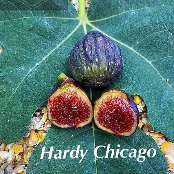 Chicago Fig Tree - Etsy