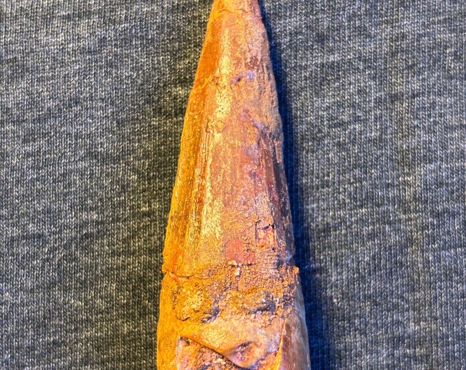Authentic Spinosaurus Tooth – Fossilized Prehistoric Dinosaur Relic - Etsy