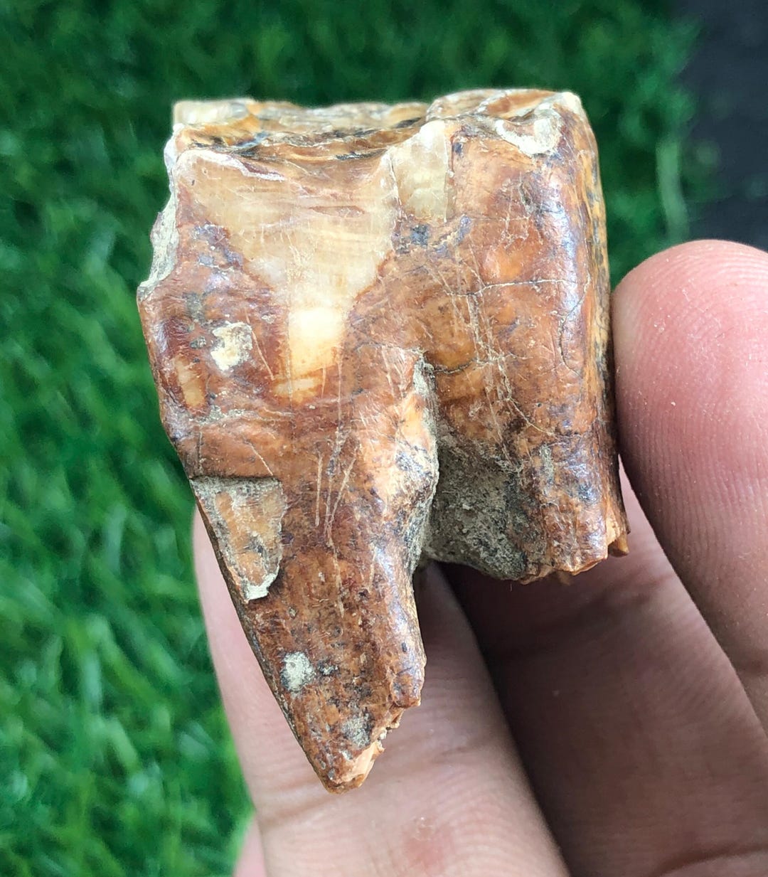 Authentic Fossilized Horse Teeth - Etsy