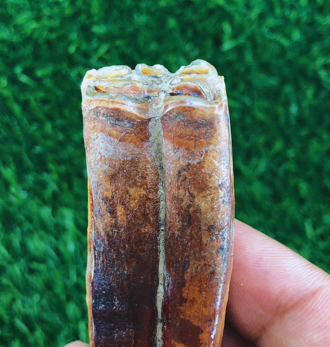 Fossilized Horse Tooth - Etsy