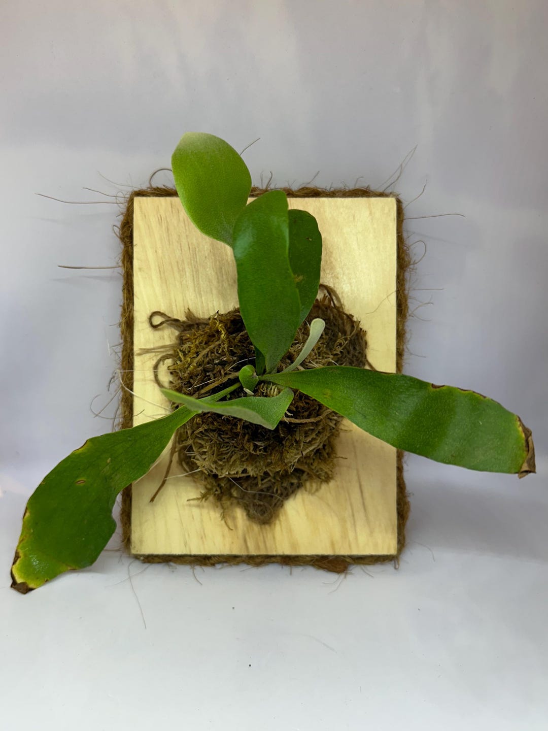 Staghorn Fern on Wood Display | Mounted Indoor/outdoor Wall Plant ...