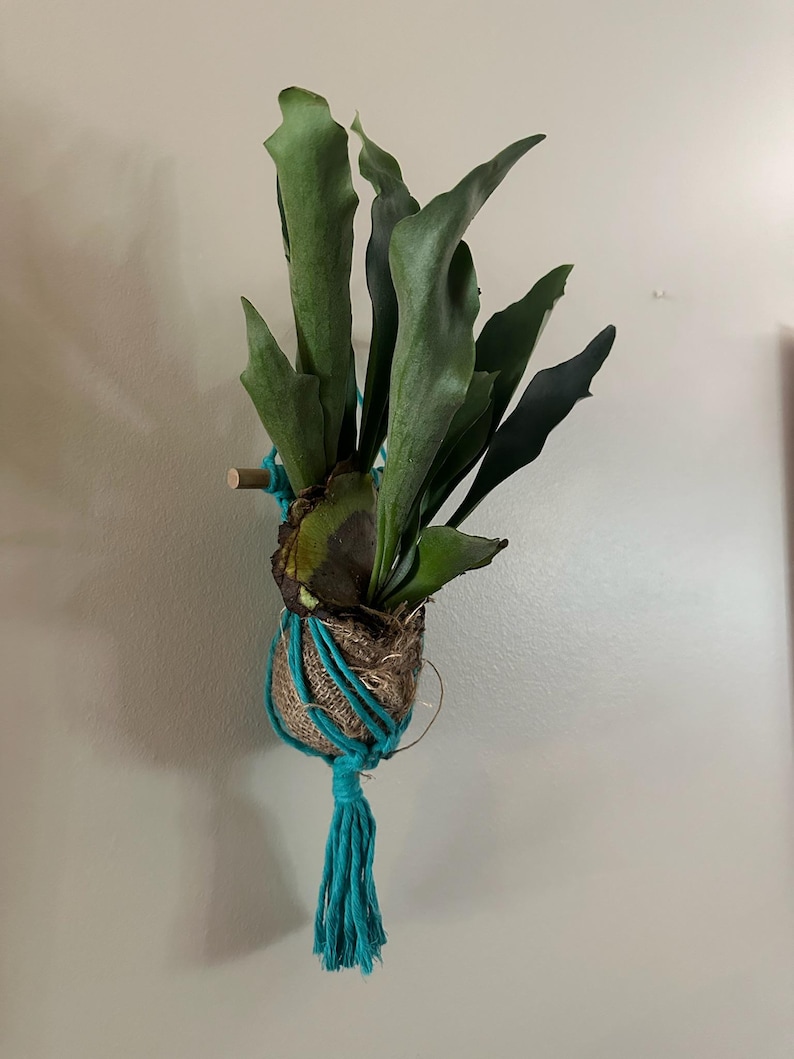 Hanging Staghorn Fern – Kokedama Moss Ball & Macramé Holder | Indoor ...