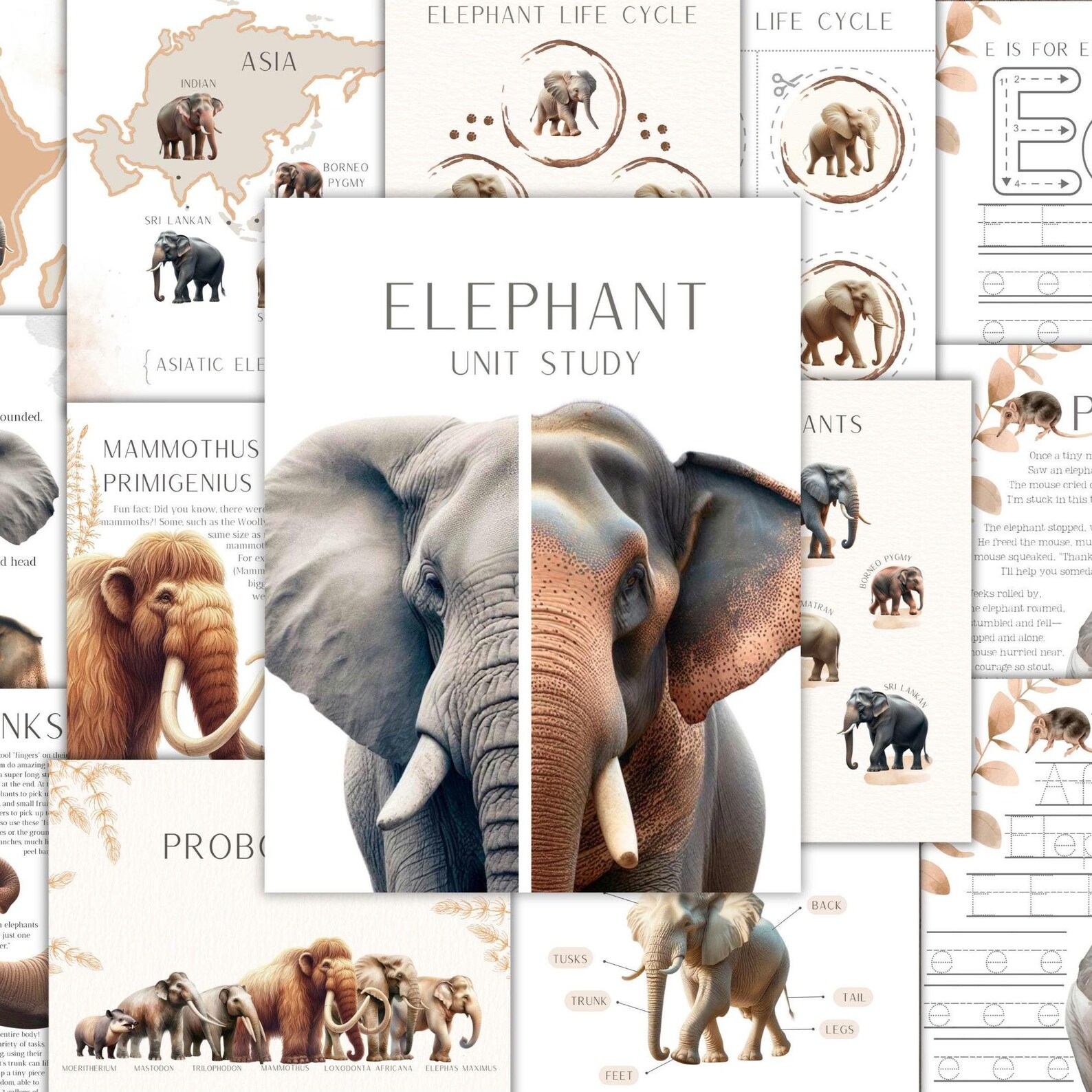 Elephant Unit Study, Kindergarten-3rd Grade, Science, Homeschool ...