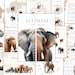 Elephant Unit Study, Kindergarten-3rd Grade, Science, Homeschool ...