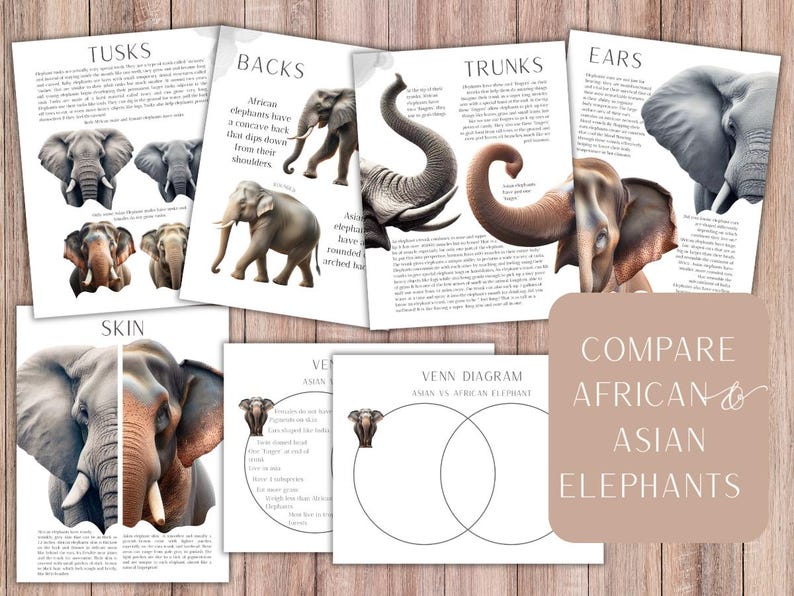 Elephant Unit Study, Kindergarten-3rd Grade, Science, Homeschool ...