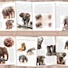 Elephant Unit Study, Kindergarten-3rd Grade, Science, Homeschool ...
