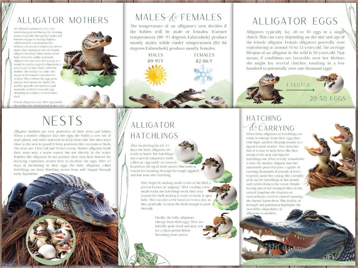 Alligator Unit Study: Hands-on Science, Math & Reading (printable, K ...