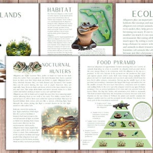 Alligator Unit Study: Hands-on Science, Math & Reading (printable, K ...