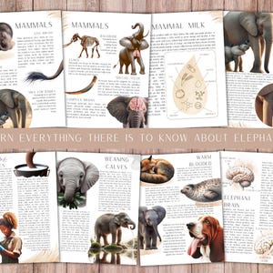 Elephant Unit Study, Kindergarten-3rd Grade, Science, Homeschool ...