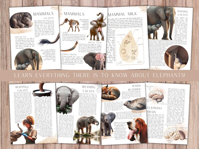 Elephant Unit Study, Kindergarten-3rd Grade, Science, Homeschool ...