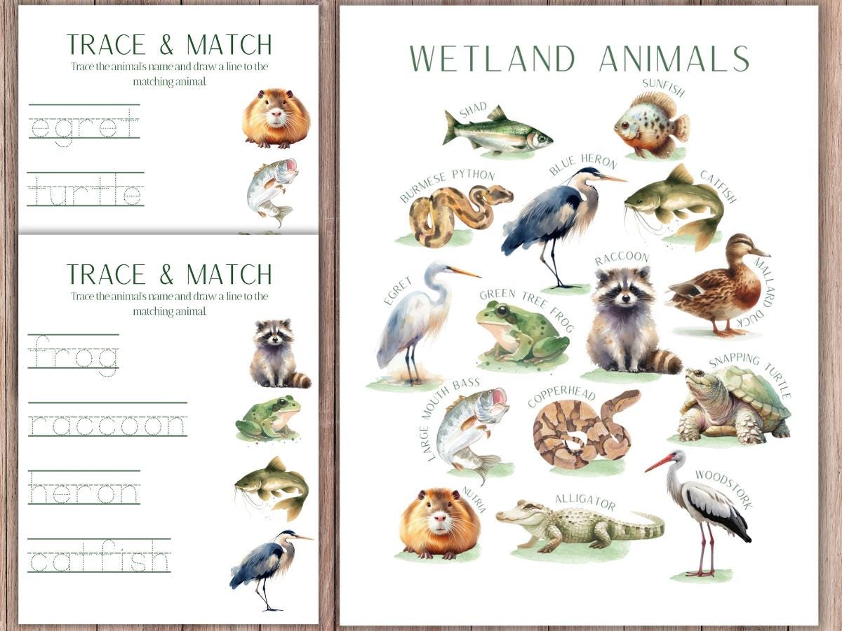 Alligator Unit Study: Hands-on Science, Math & Reading (printable, K ...