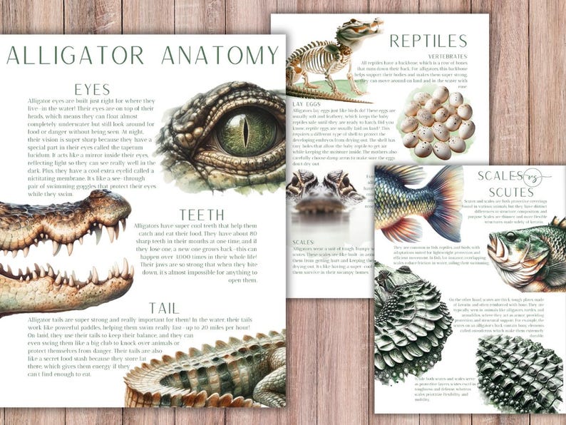 Alligator Unit Study: Hands-on Science, Math & Reading (printable, K ...
