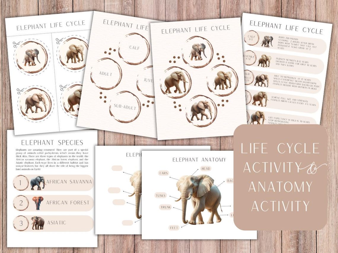 Elephant Unit Study, Kindergarten-3rd Grade, Science, Homeschool ...