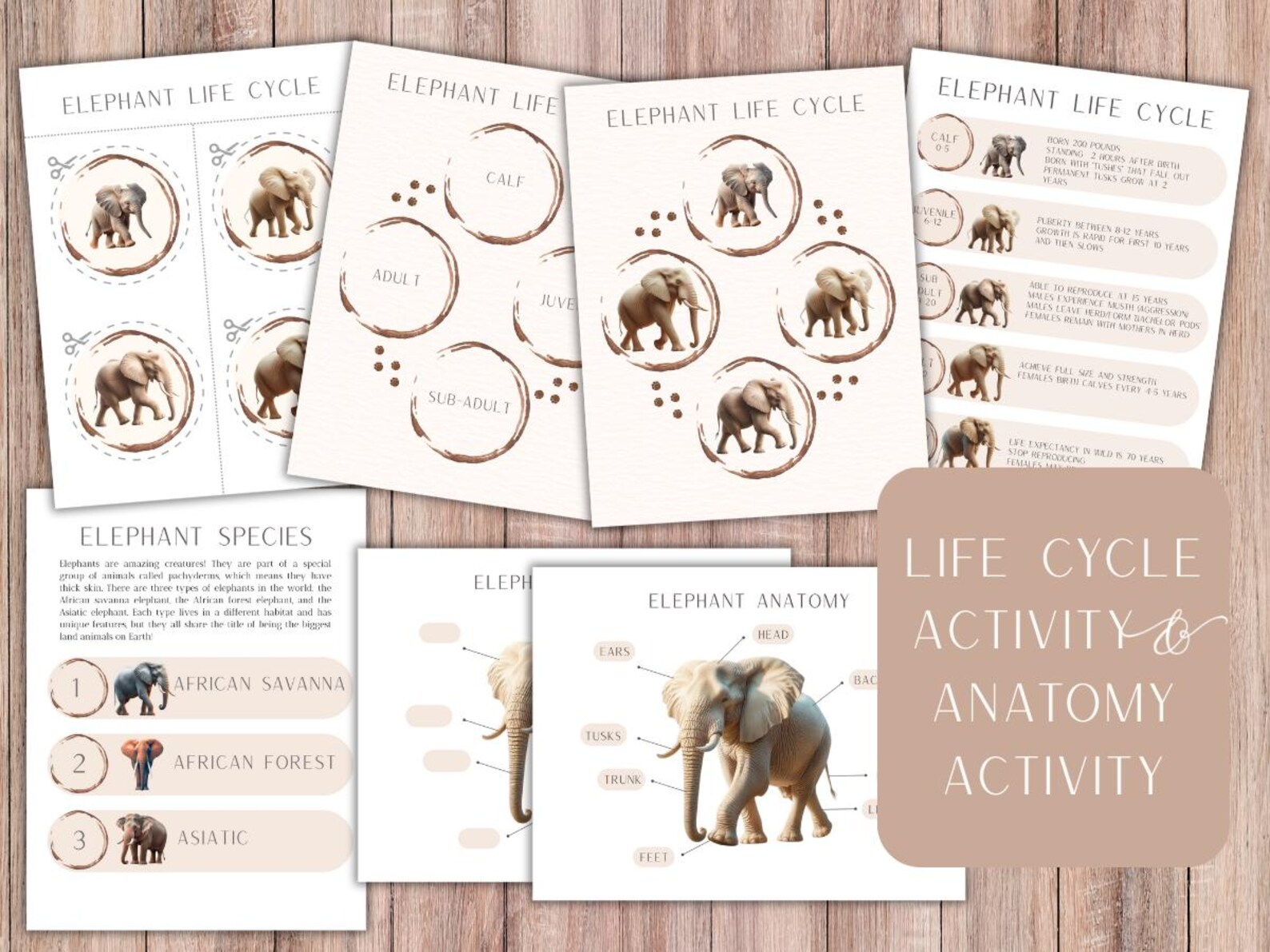 Elephant Unit Study, Kindergarten-3rd Grade, Science, Homeschool ...