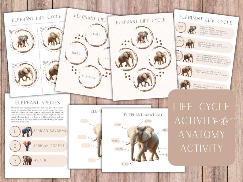 Elephant Unit Study, Kindergarten-3rd Grade, Science, Homeschool ...