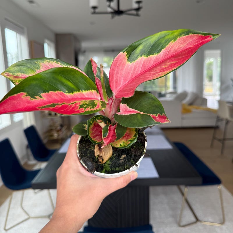 Red China - Etsy